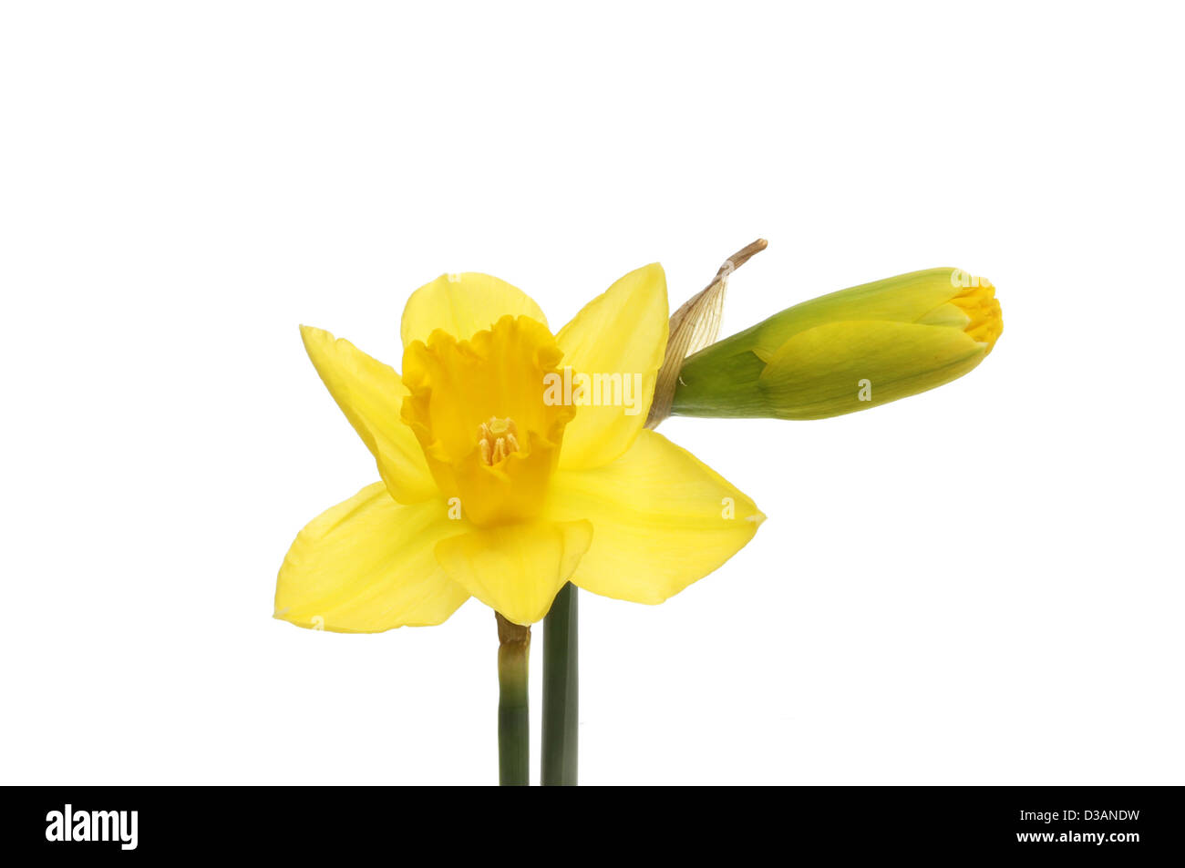 Single daffodil flower and bud isolated against white Stock Photo - Alamy