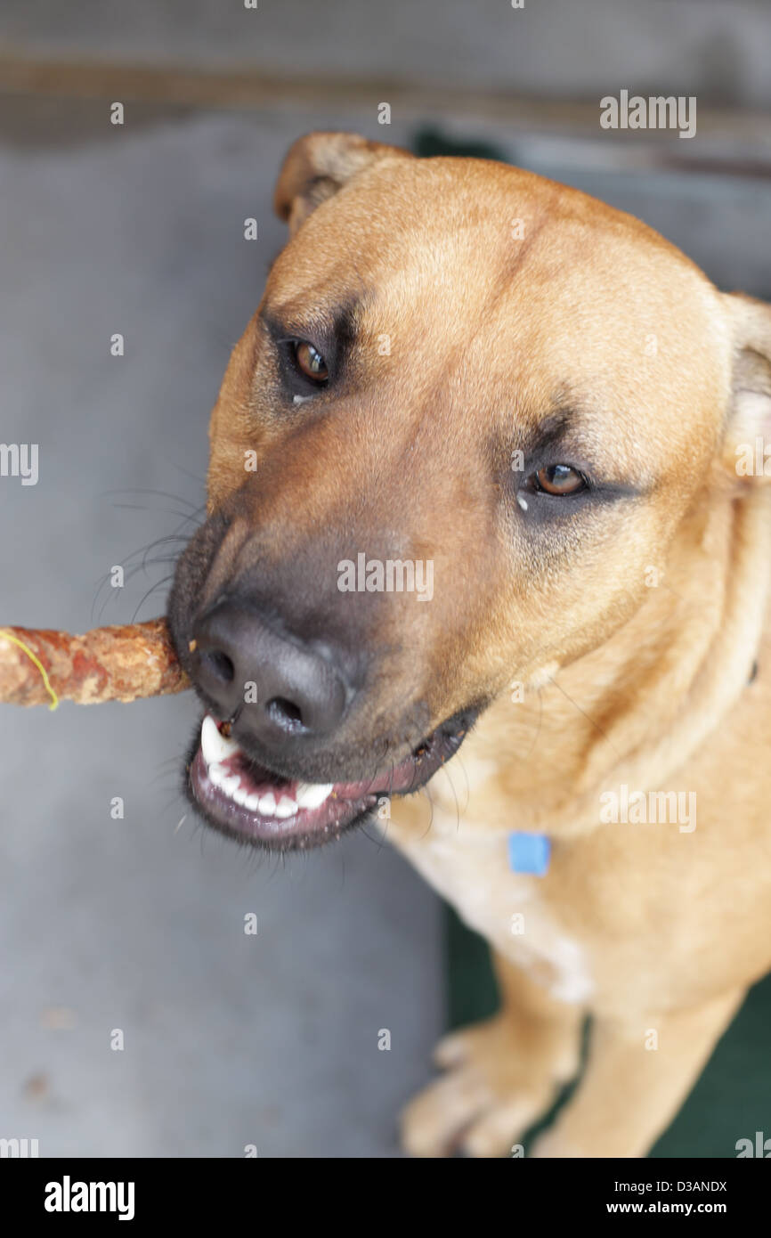 Happy Dog with Its Stick Stock Photo - Alamy