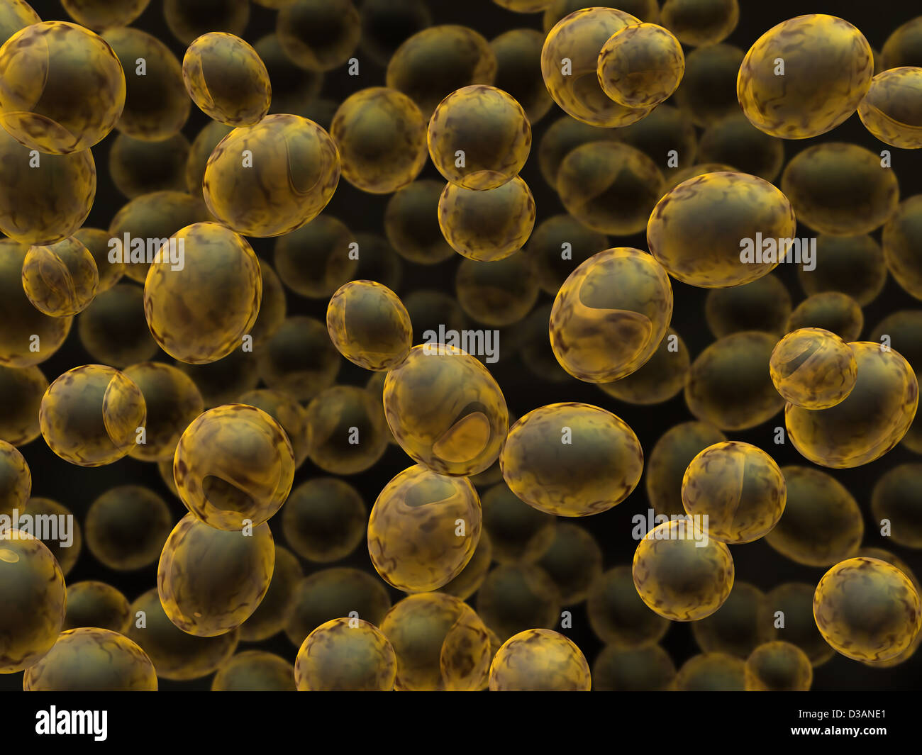 Yeast budding hi-res stock photography and images - Alamy