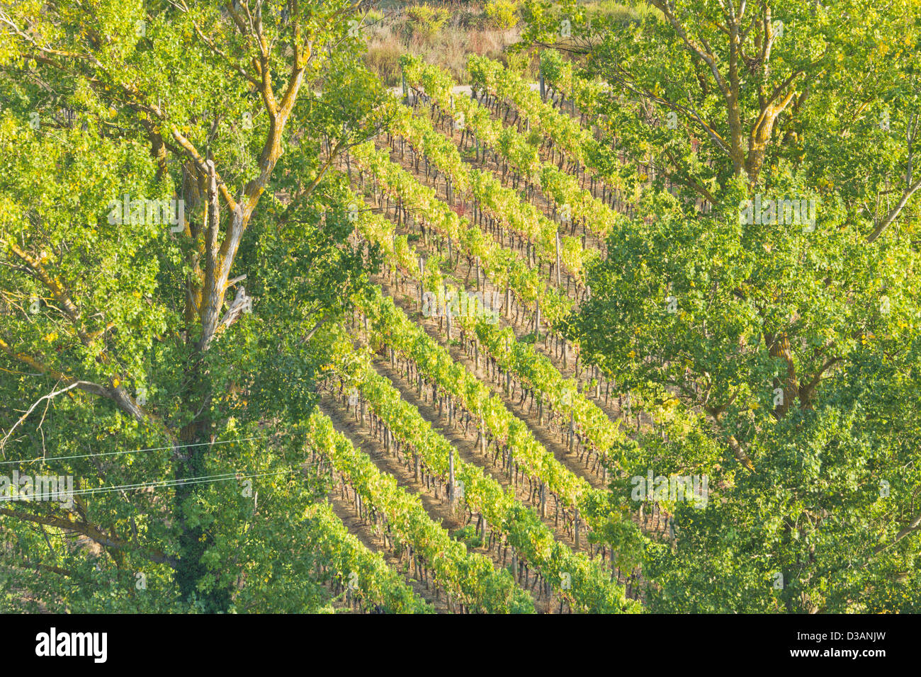 Pattern of Vines and trees Tuscany Stock Photo - Alamy