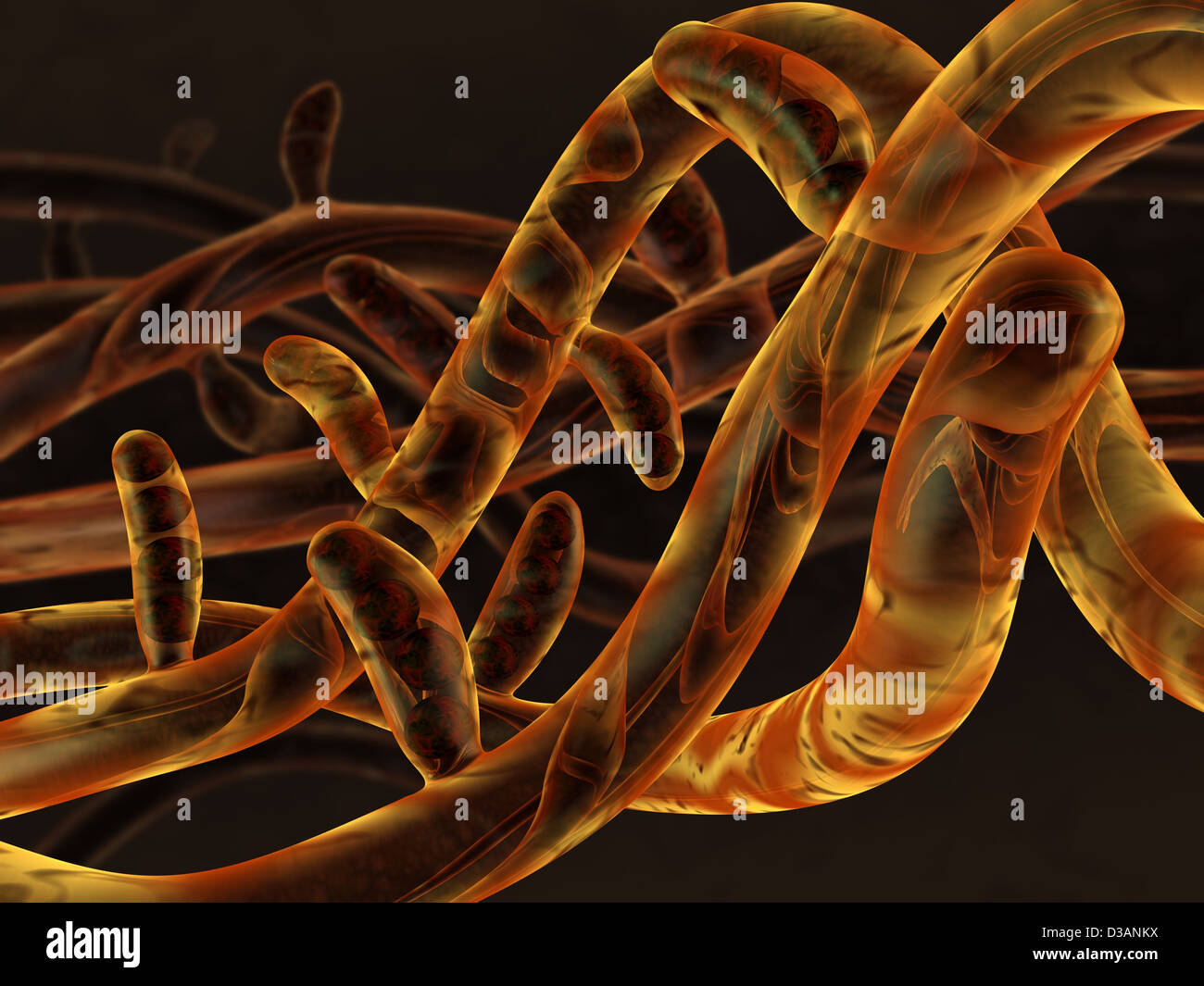 Spore germination hi-res stock photography and images - Alamy