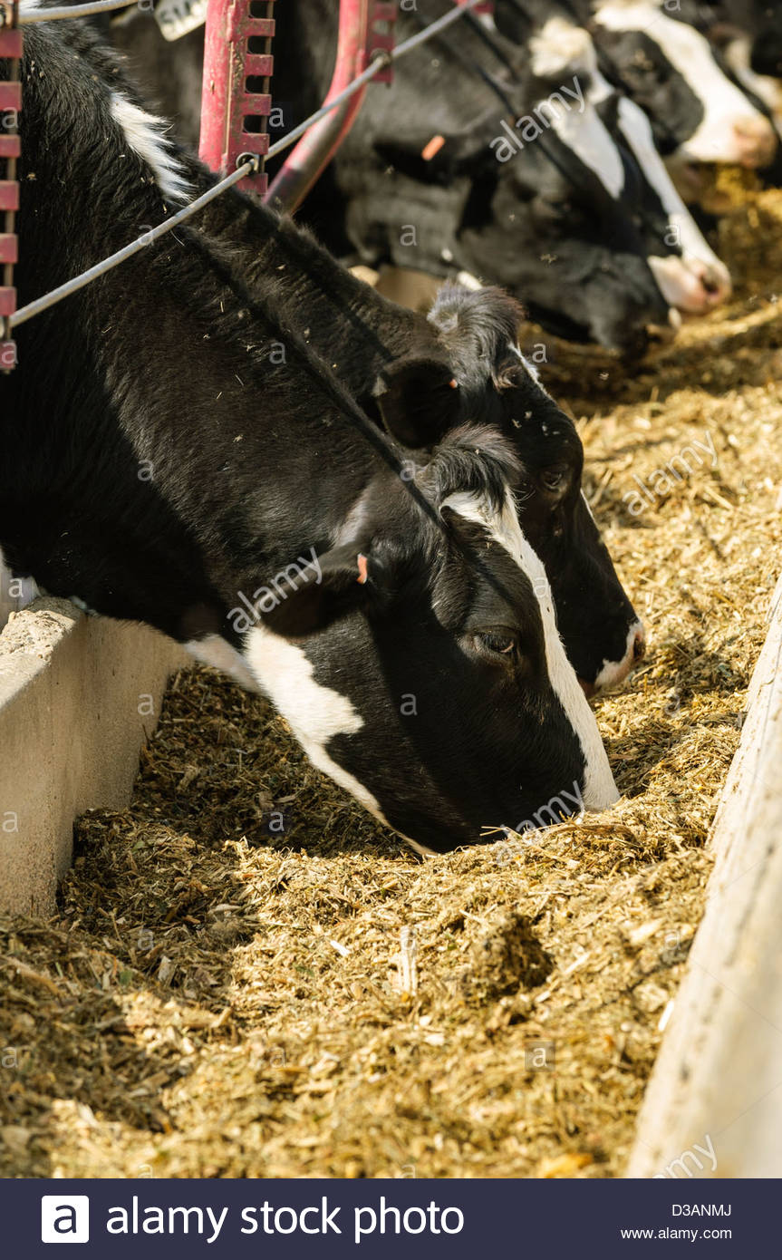Holsteins Stock Photos & Holsteins Stock Images - Alamy