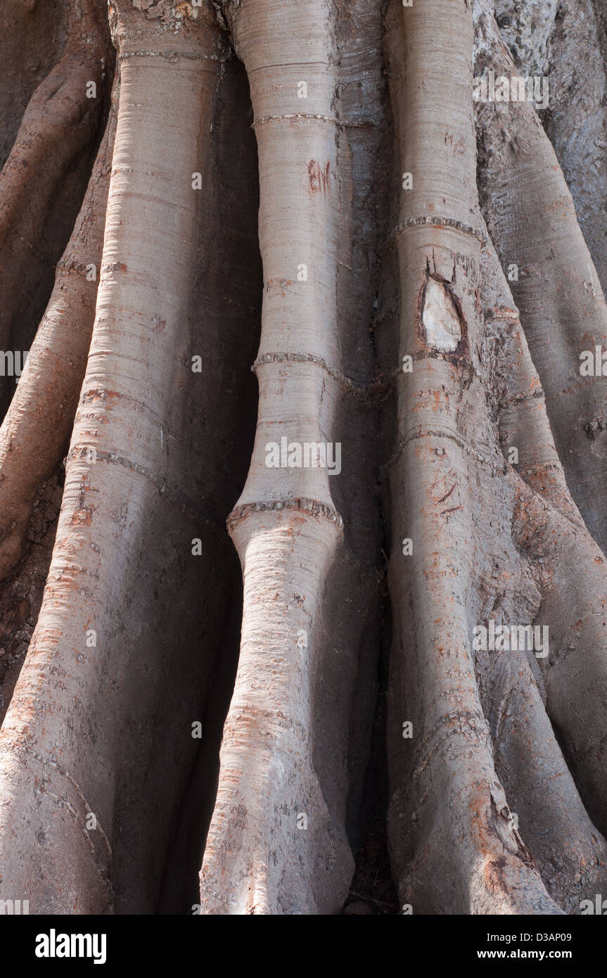 Big ficus trunk in Cadiz Stock Photo - Alamy