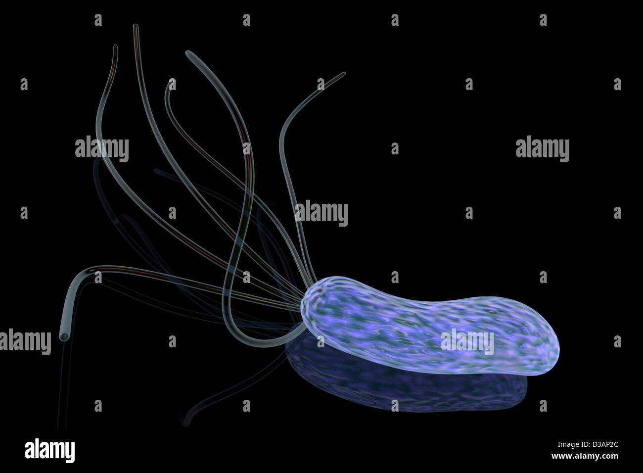 Helicobacter Pylori Stock Photos & Helicobacter Pylori Stock Images - Alamy