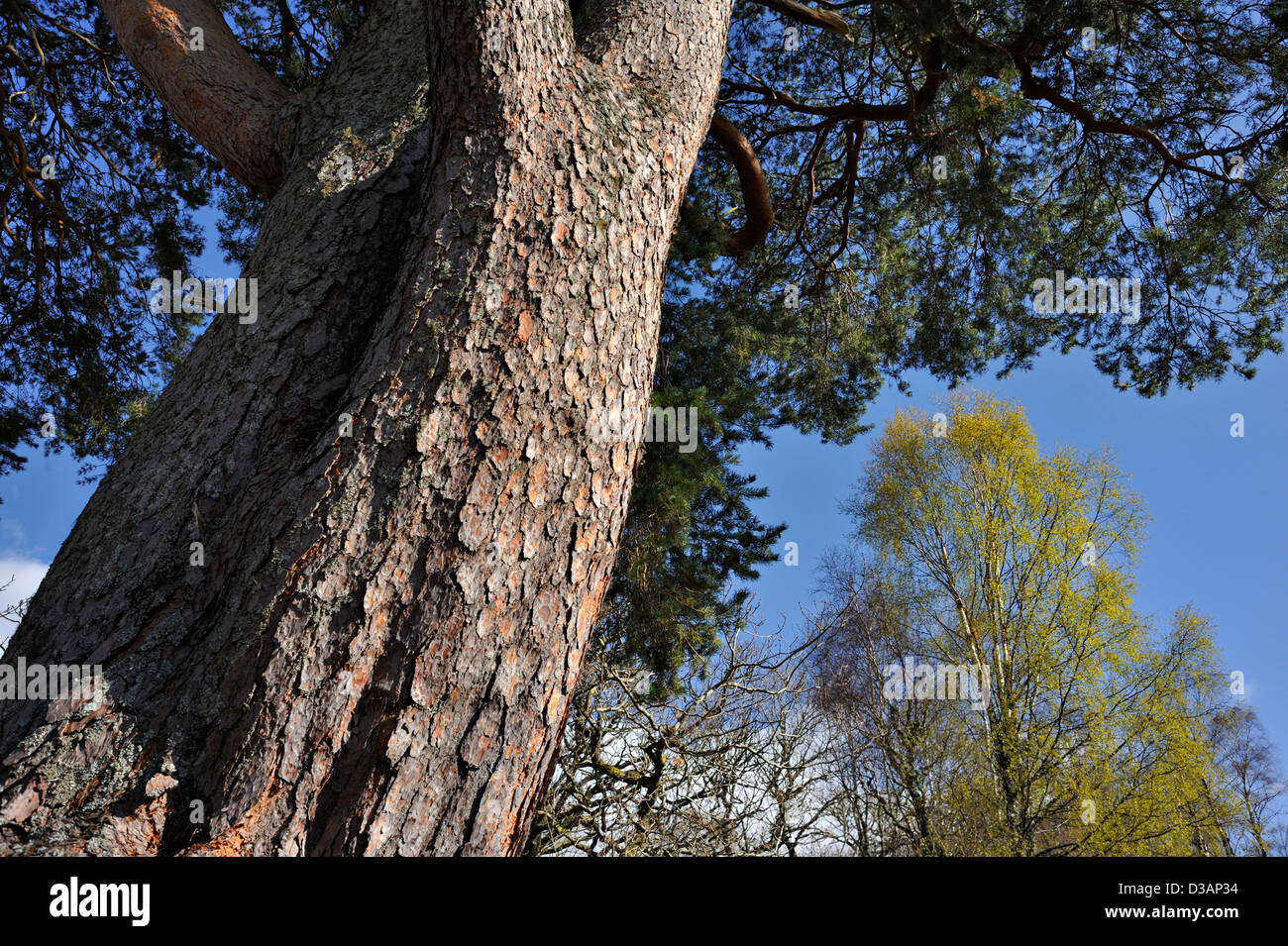 Trunk and canopy of massive Scots Pine with distant birch in early leaf ...