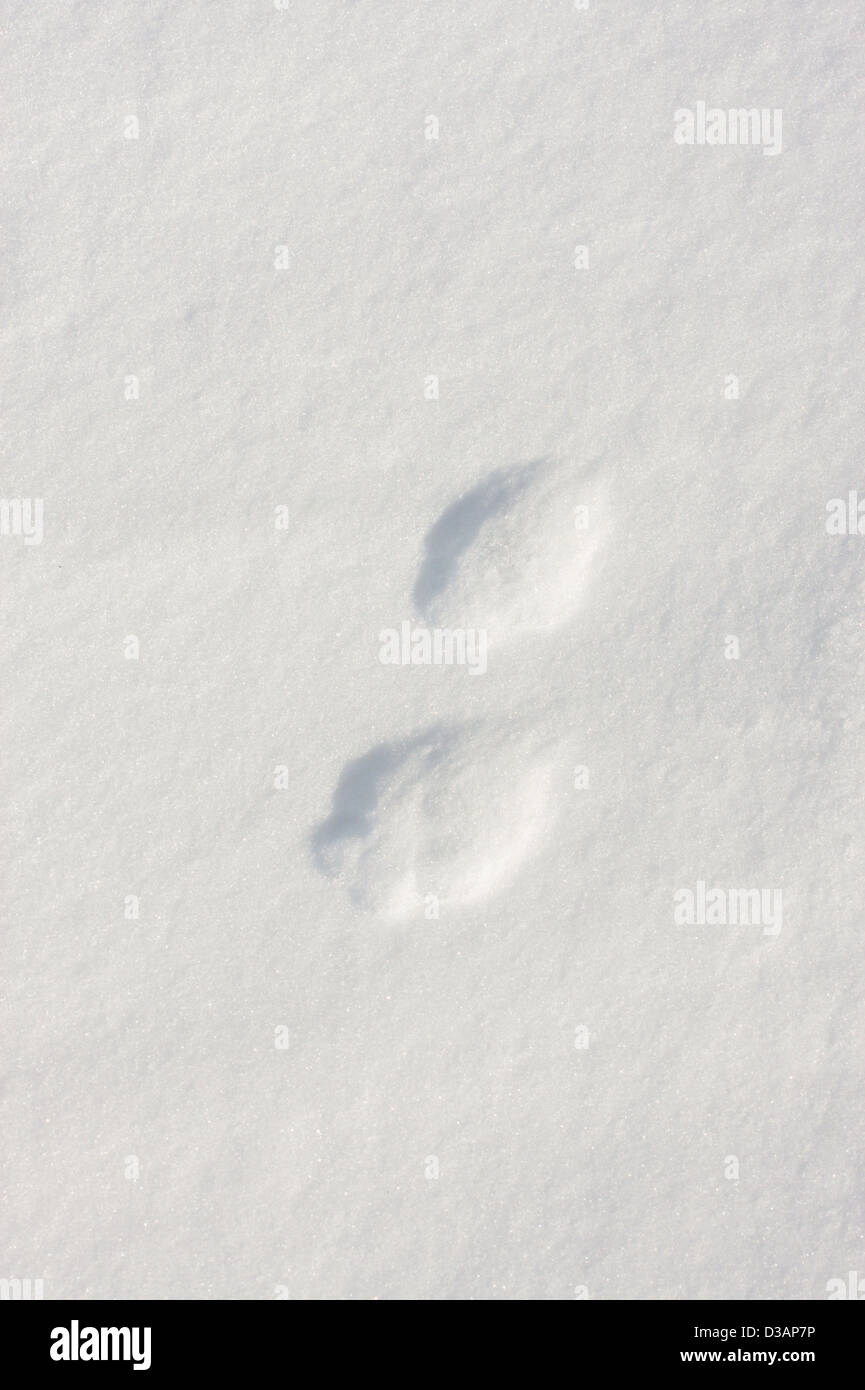 Fox footprints hi-res stock photography and images - Alamy