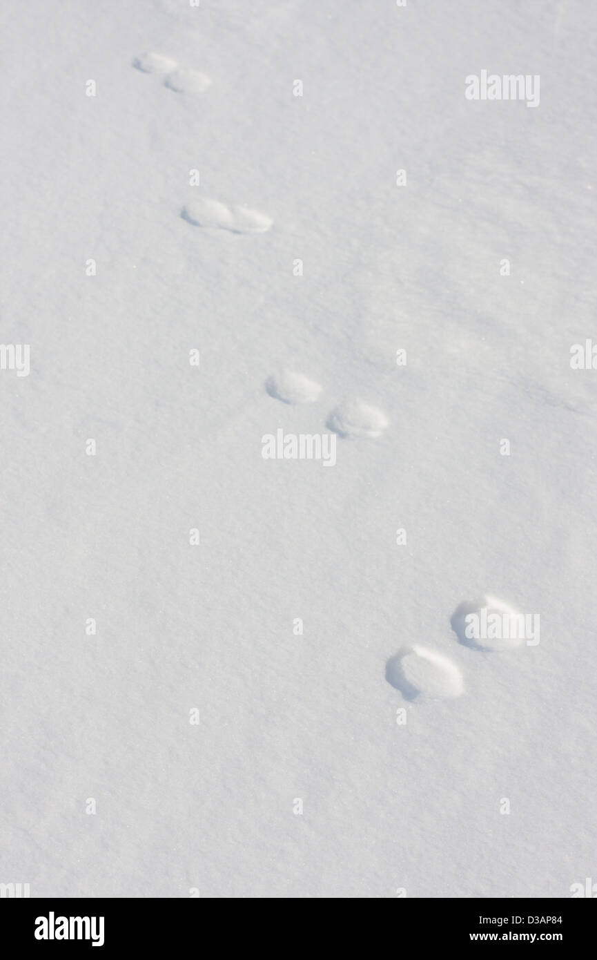 Fox footprint hi-res stock photography and images - Alamy