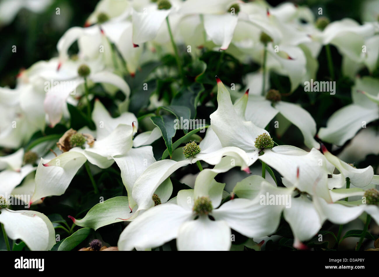 cornus kousa var chinensis closeup flowers flowering blooms petals ...