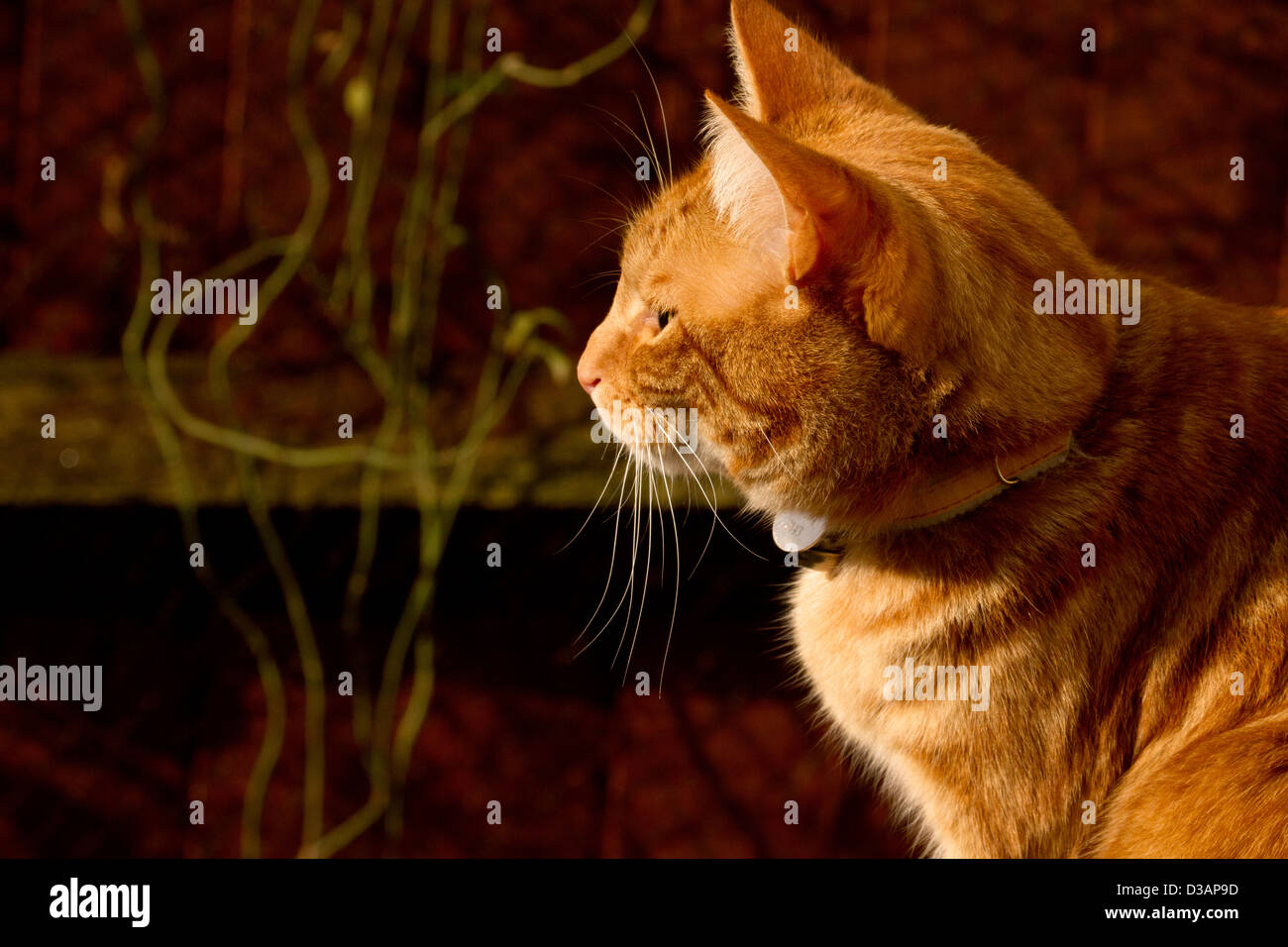 Cat nose side view hi-res stock photography and images - Alamy