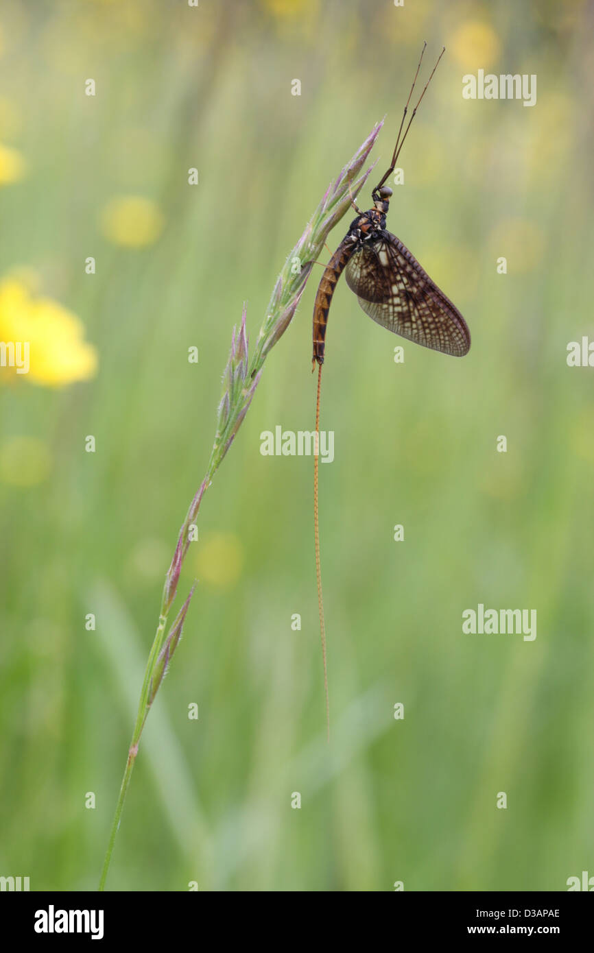 One day lifespan mayfly adult imago hi-res stock photography and images ...