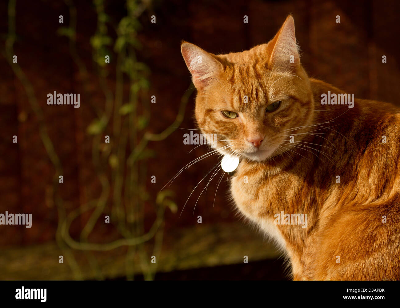 Domestic cat cute side view face hi-res stock photography and images ...