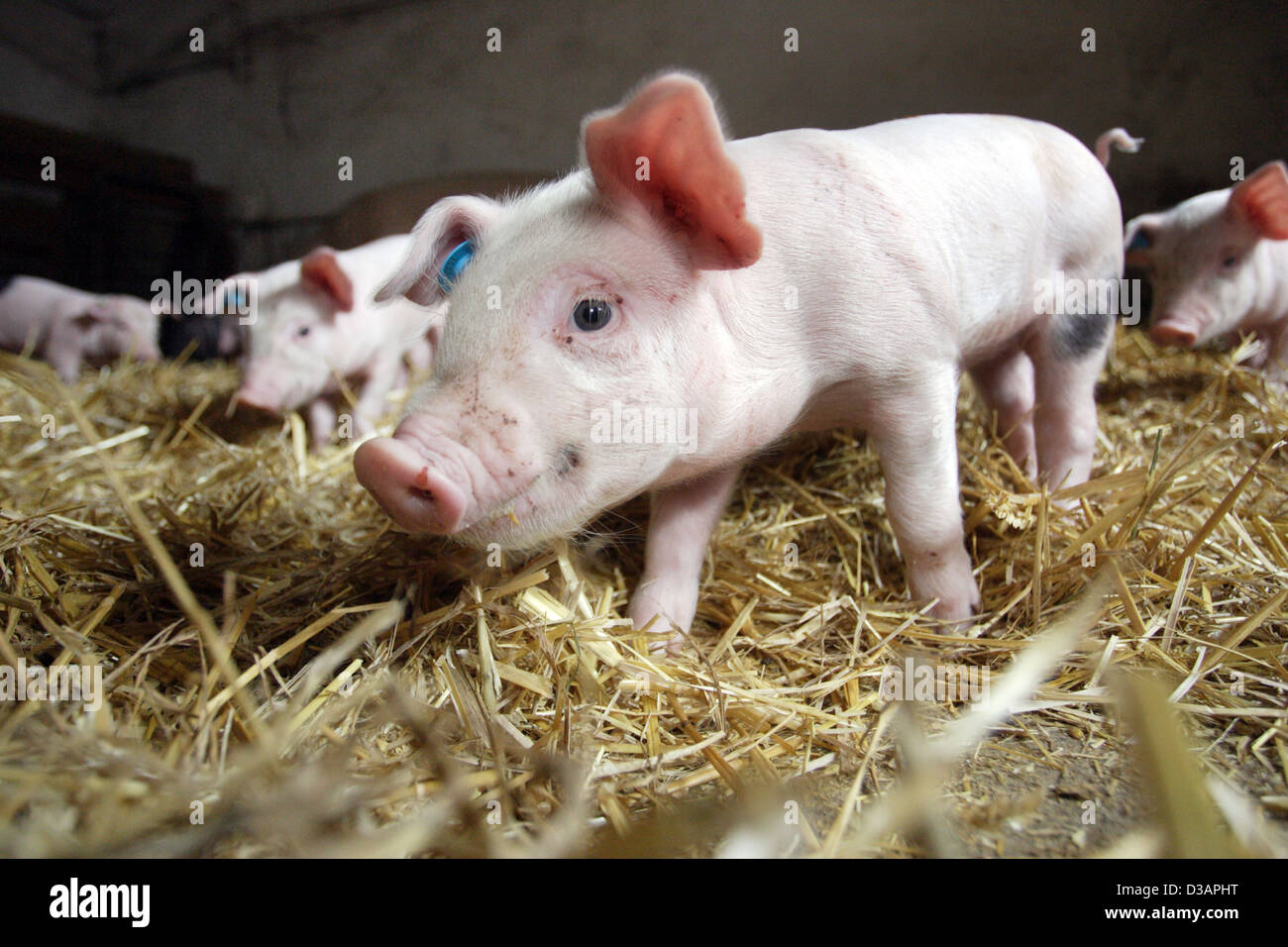 Birkach, Germany, in an organic holding piglet Stock Photo - Alamy