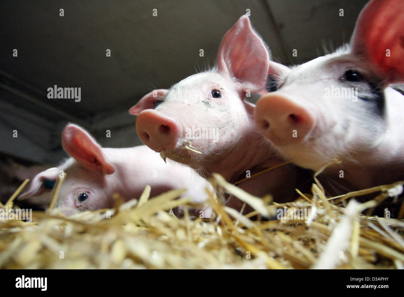 German lucky pig hi-res stock photography and images - Alamy