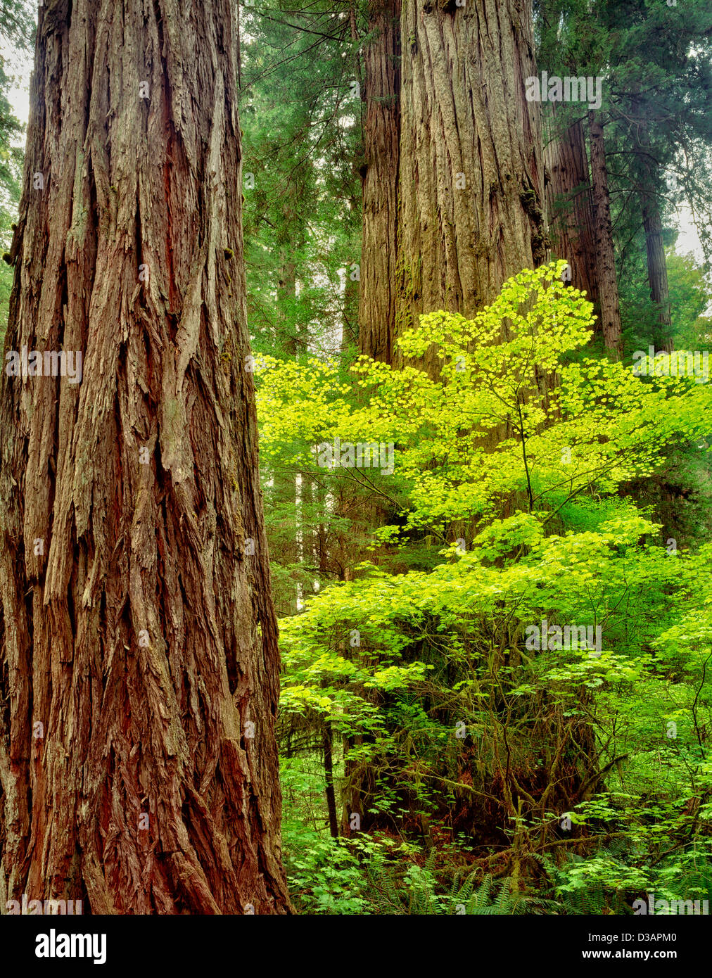 Rewood tree hi-res stock photography and images - Alamy