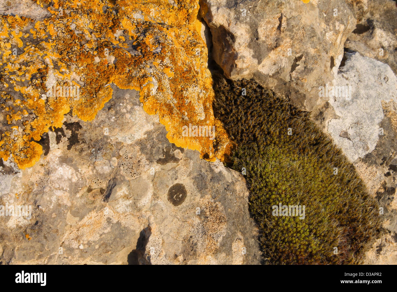 Lichen, moss and frost on limestone rocks present on Eglwyseg mountain ...