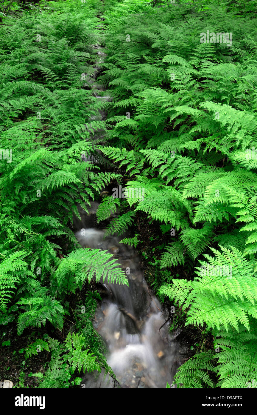 stream flow flowing through surrounded by lush green undergrowth ...