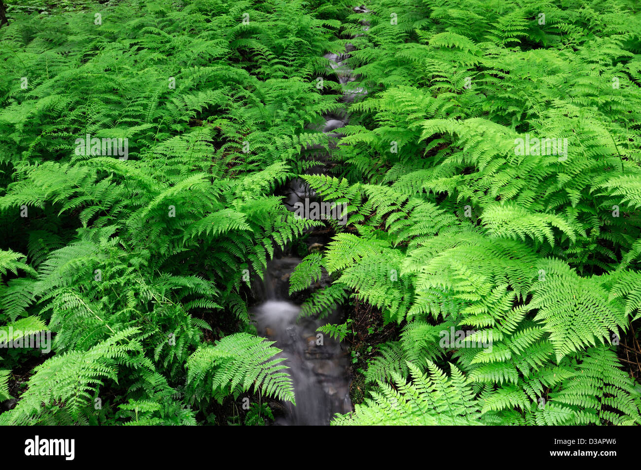 stream flow flowing through surrounded by lush green undergrowth ...