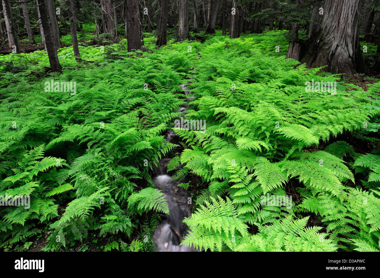 stream surrounded by ferns hemlock grove trail Rogers Pass National ...