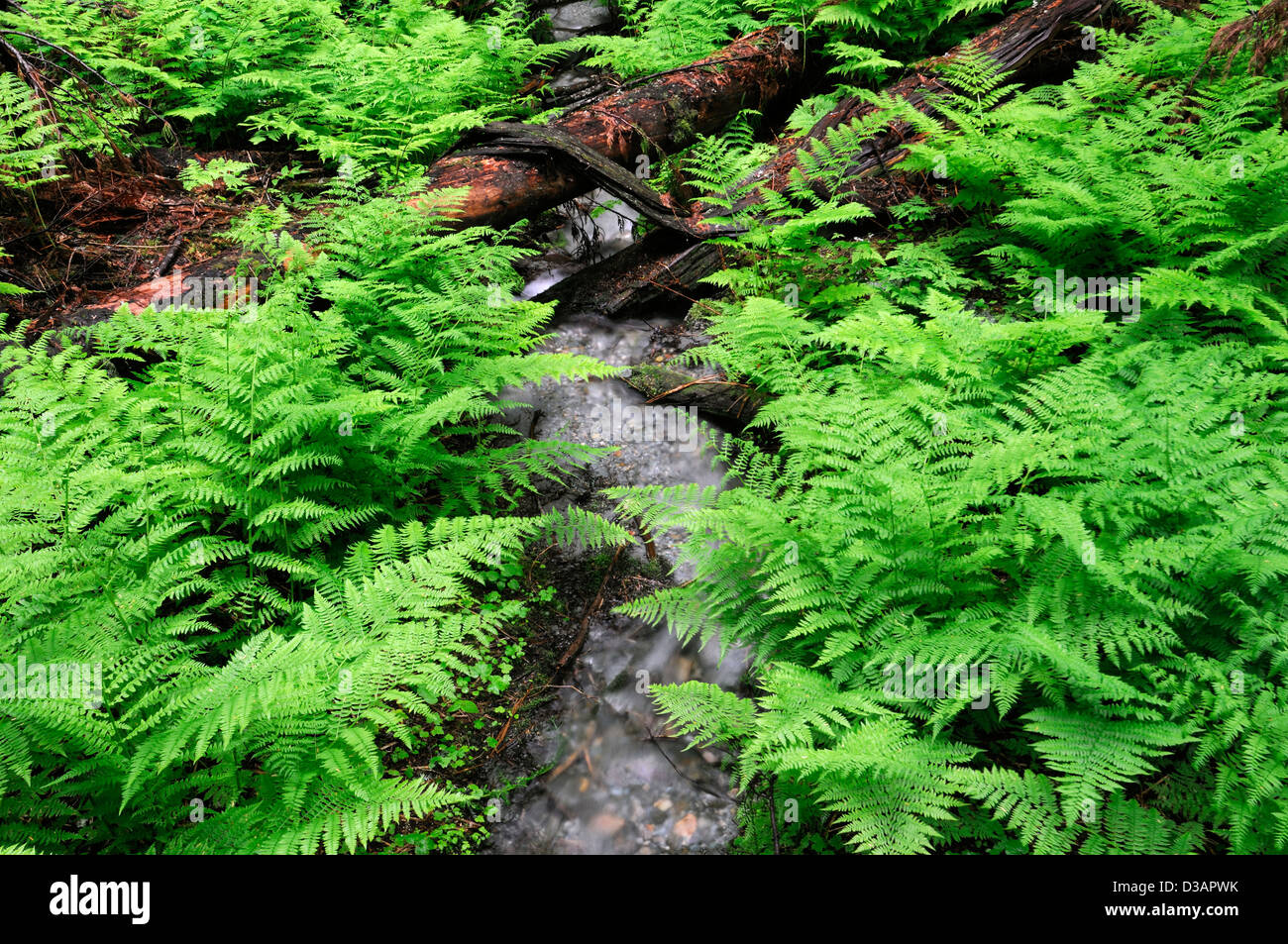 stream surrounded by ferns hemlock grove trail Rogers Pass National ...