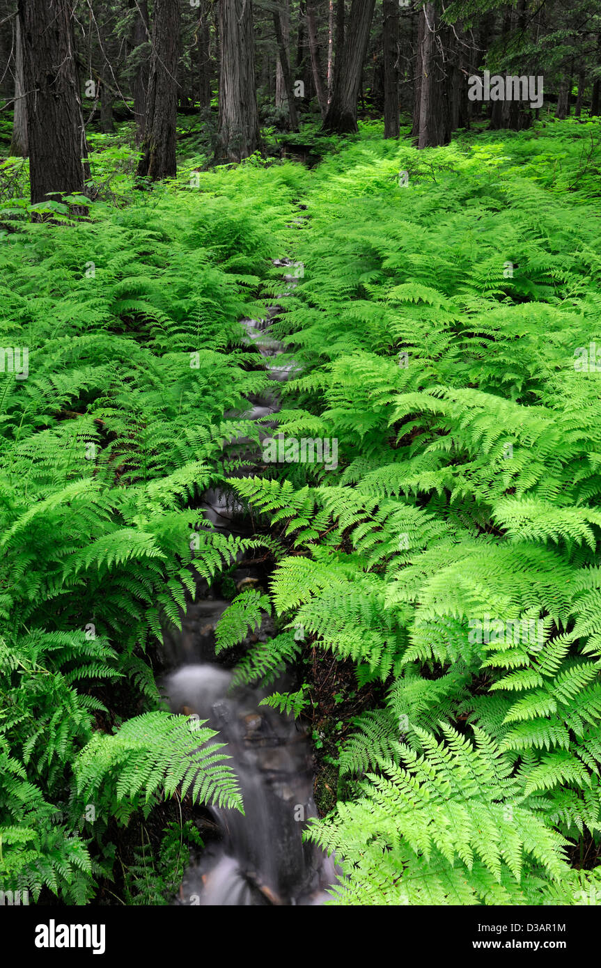 stream surrounded by ferns hemlock grove trail Rogers Pass National ...