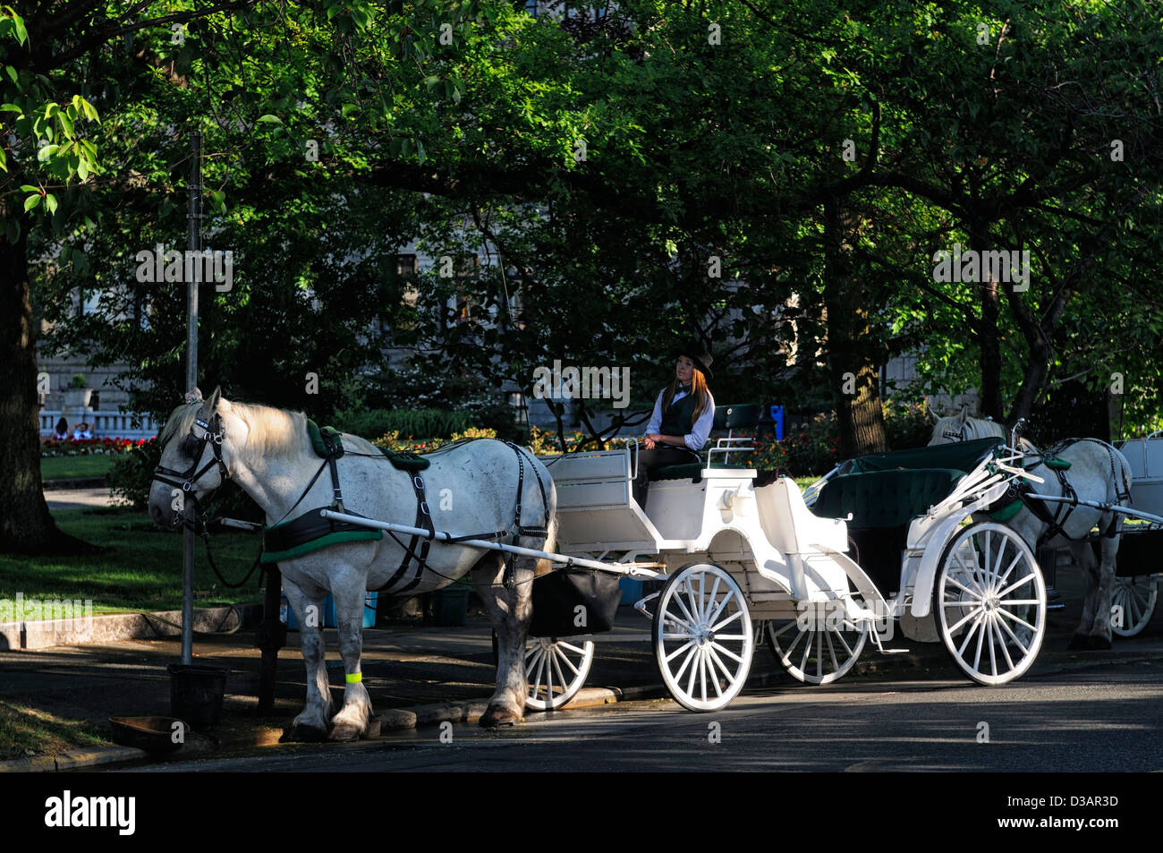 horse drawn cart carriage buggy traditional mode transport ...