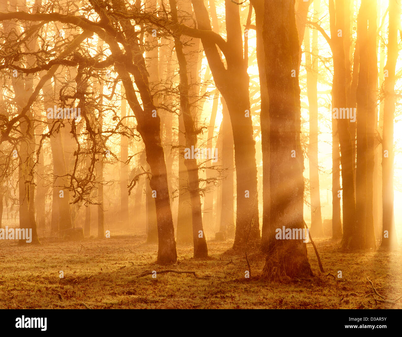 Oak trees and fog. Near Alpine, Oregon Stock Photo - Alamy