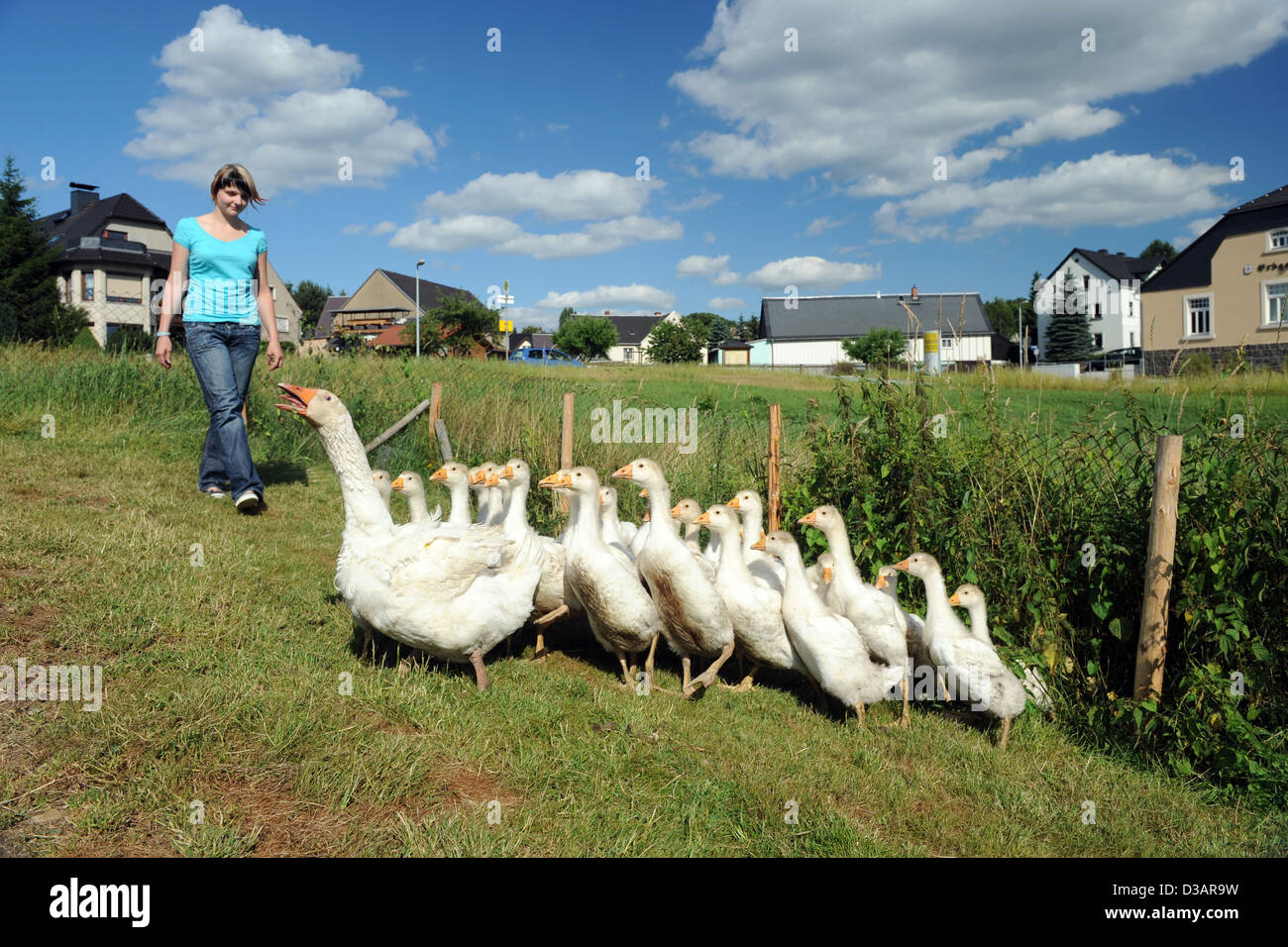 Geese as guards hi-res stock photography and images - Alamy