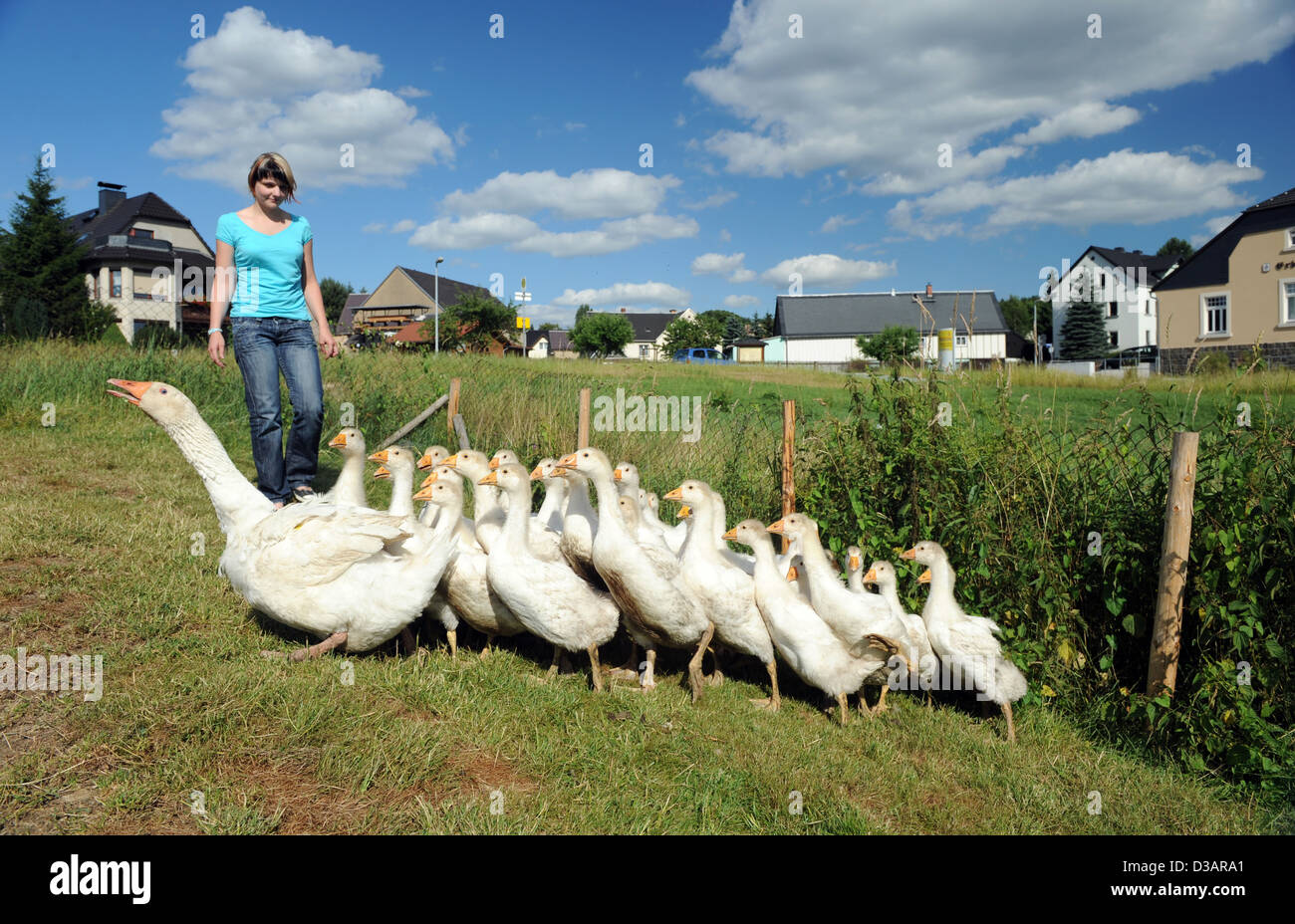 Geese as guards hi-res stock photography and images - Alamy