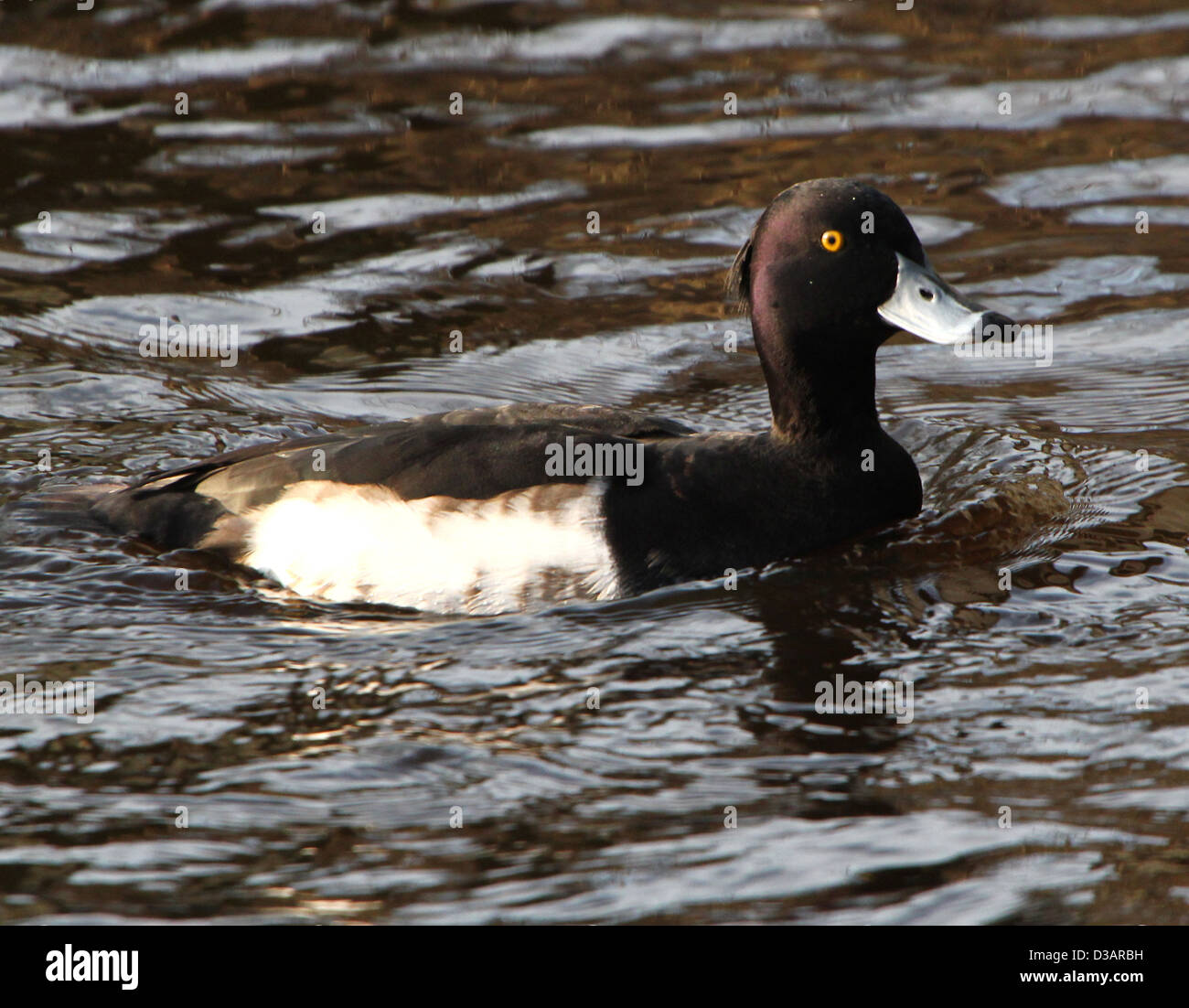 Ducks bobbing in the water hi-res stock photography and images - Alamy