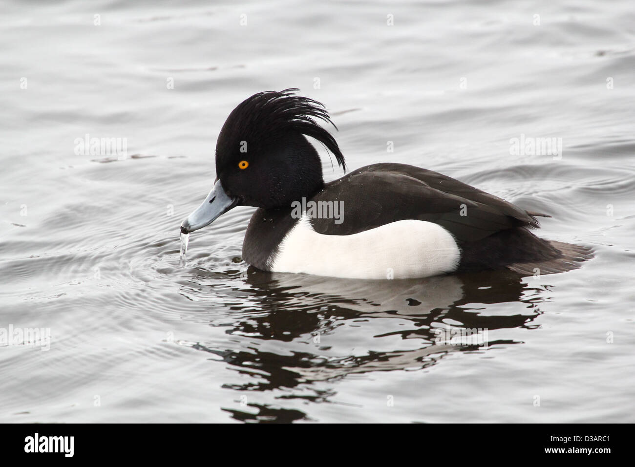 Detailed close-up of a Male Tufted Duck (Aythya fuligula) swimming in a ...
