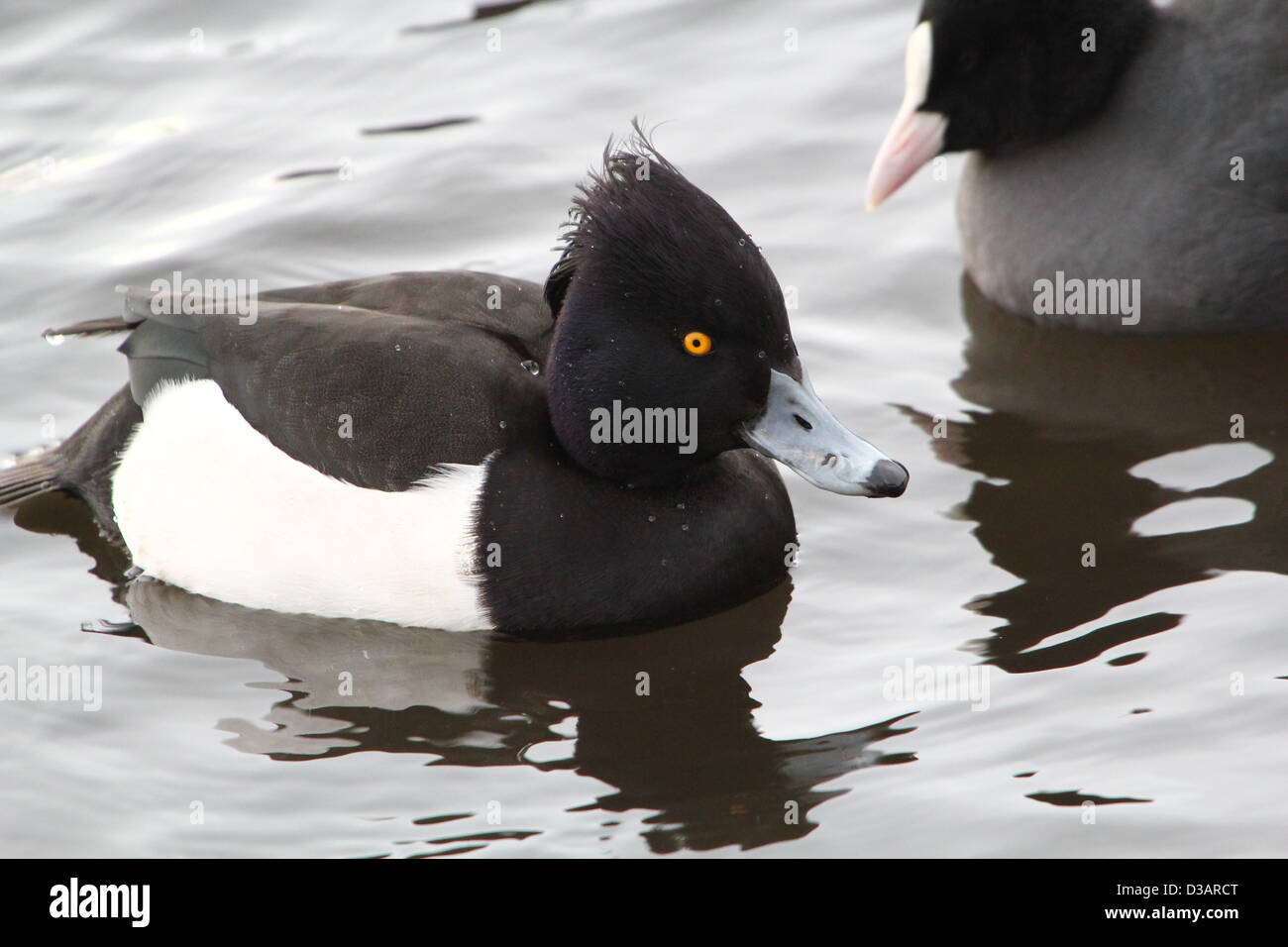 Detailed close-up of a Male Tufted Duck (Aythya fuligula) swimming in a ...