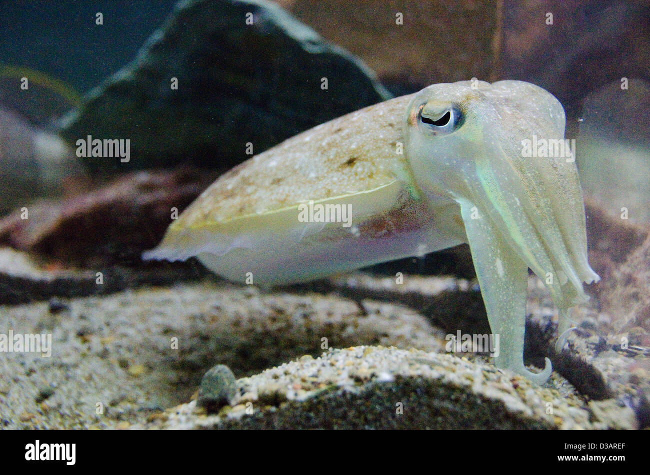 Japan habitat squid hi-res stock photography and images - Alamy