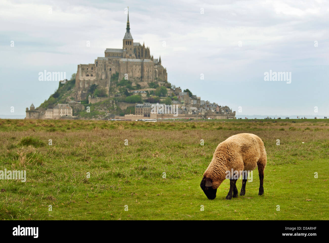 Sheep grazing in front of mont saint michel hi-res stock photography ...