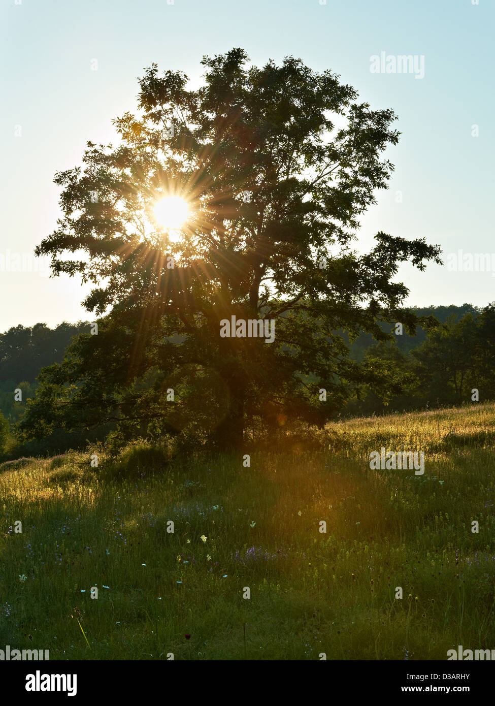 Lonely oak tree at sunset Stock Photo - Alamy