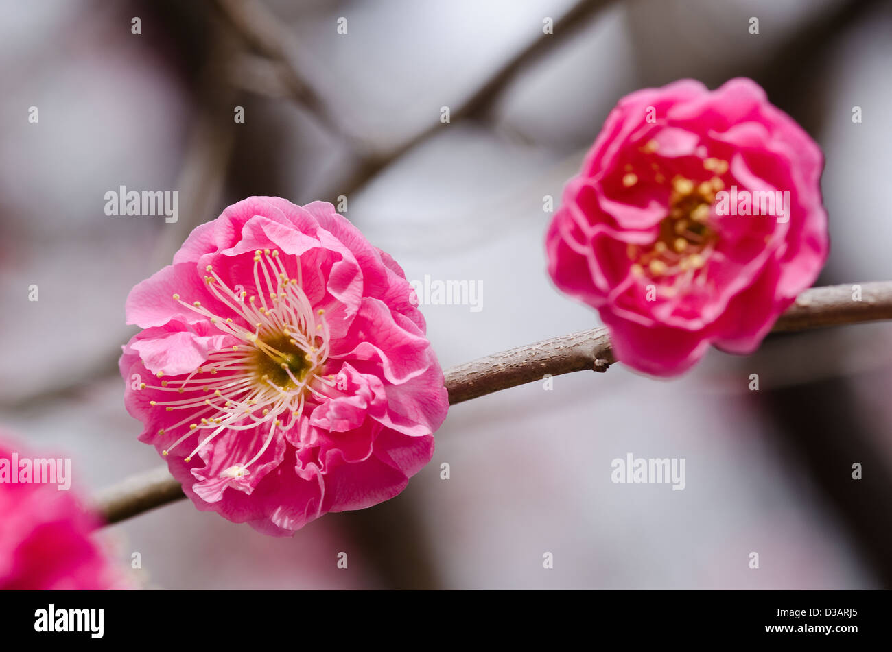 Pink flowers of a plum tree in spring Stock Photo - Alamy