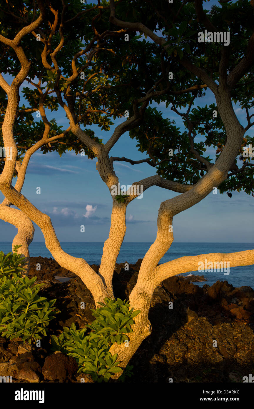 Heliotrope trees with first light and ocean. The Big Island, Hawaii ...