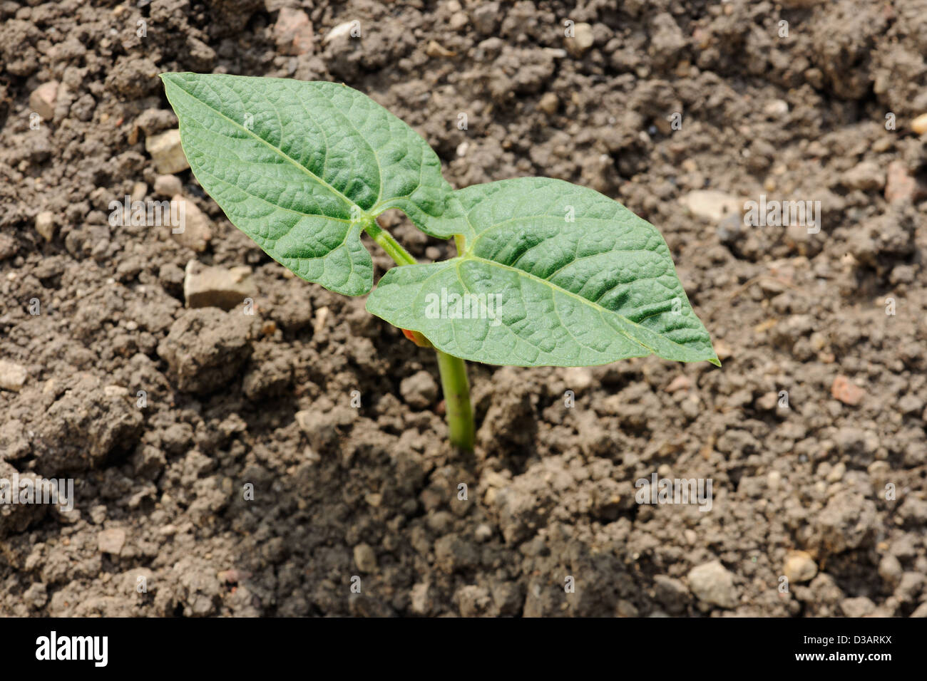 French beans sprout with two leafs in vegetable garden Stock Photo - Alamy