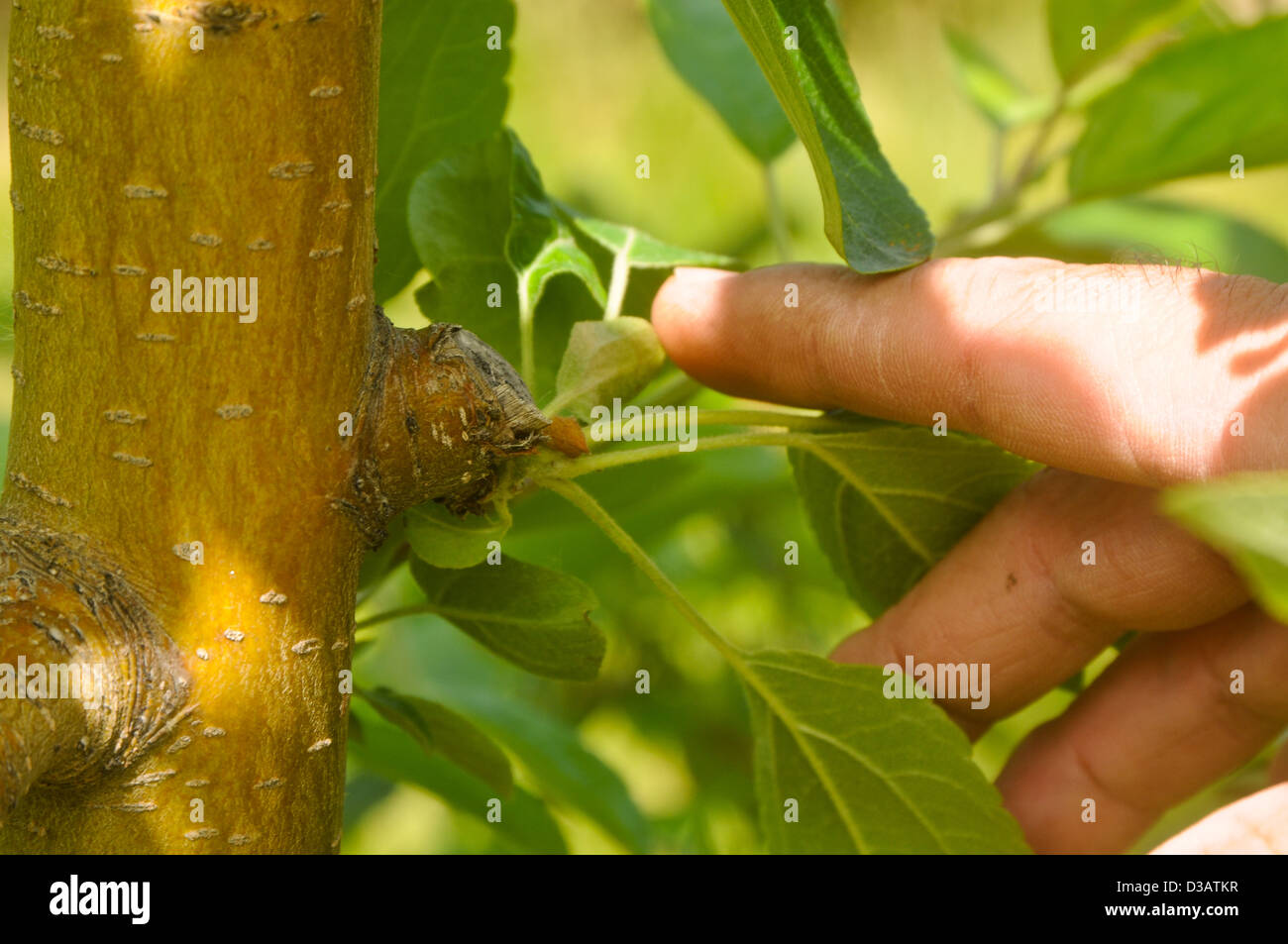 Pruning cut on tall spindle apple tree Stock Photo - Alamy
