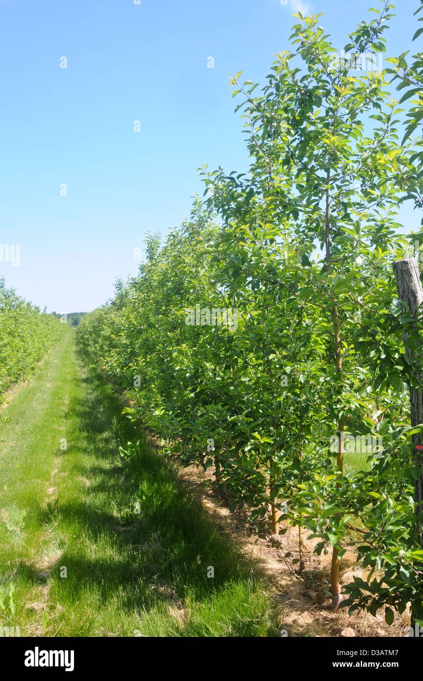 Well managed hi-res stock photography and images - Alamy