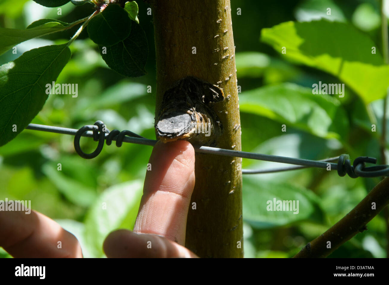 Pruning cut on tall spindle apple tree Stock Photo - Alamy