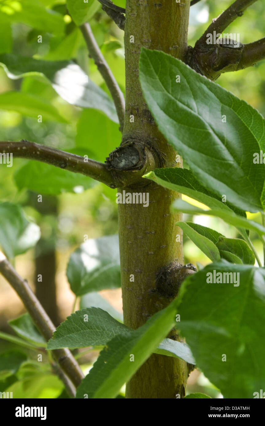 Pruning cut on tall spindle apple tree Stock Photo - Alamy