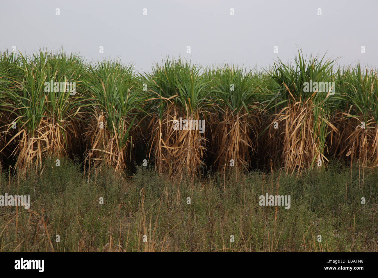 Crop of sugar cane at Nakorn Ratchasima province, Thailand Stock Photo ...