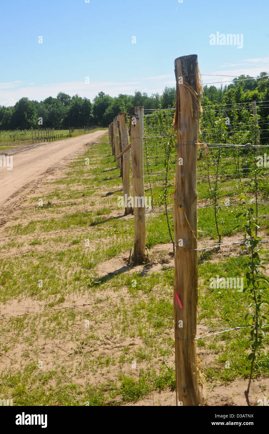 Rough hewn posts in apple orchard Stock Photo - Alamy