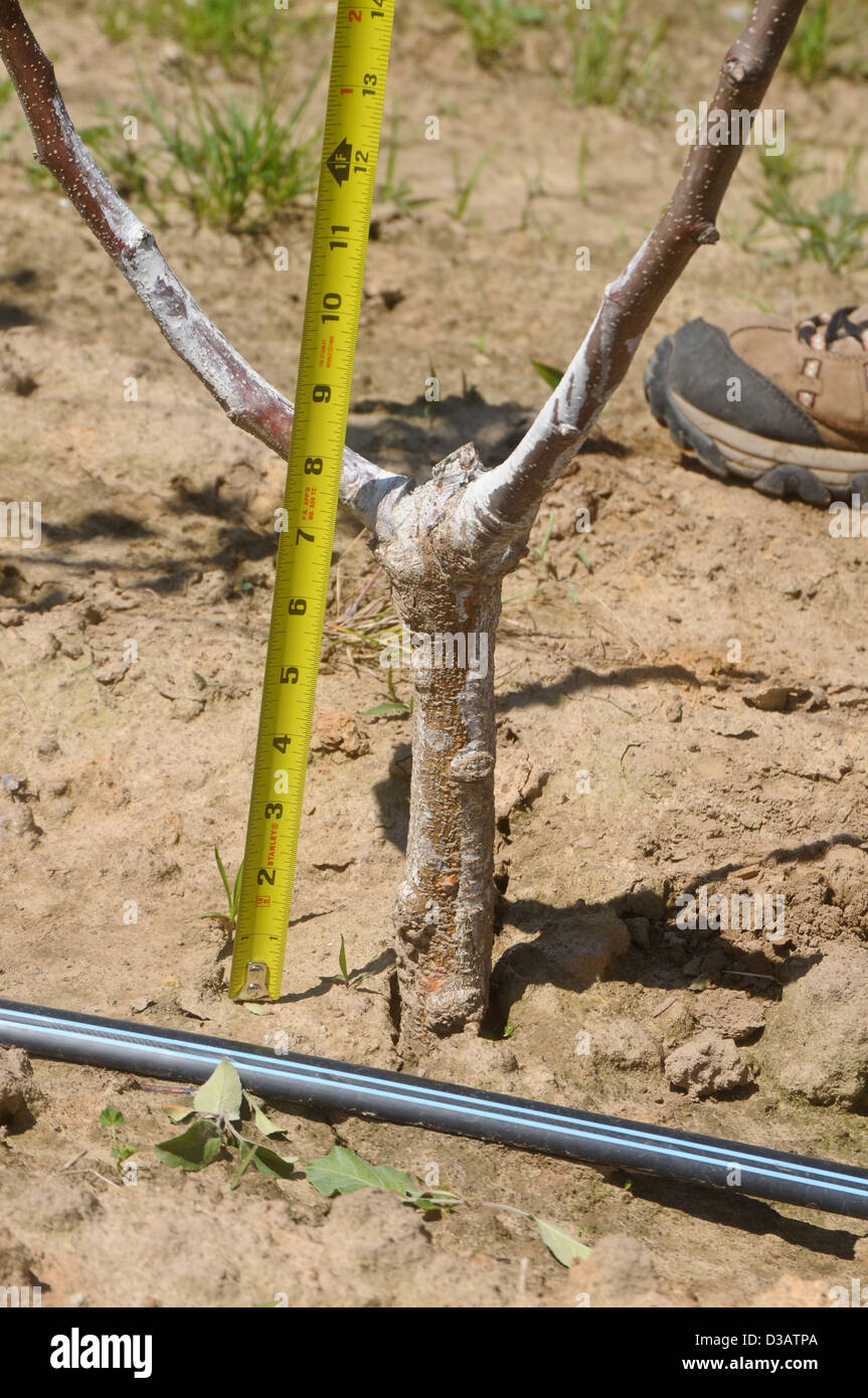 Measuring the root stock of a tall spindle apple tree Stock Photo - Alamy