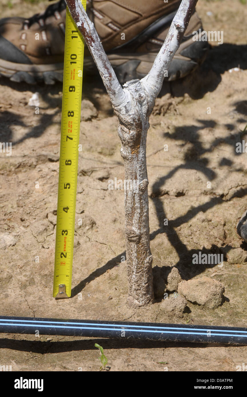 Measuring the root stock of a tall spindle apple tree Stock Photo - Alamy