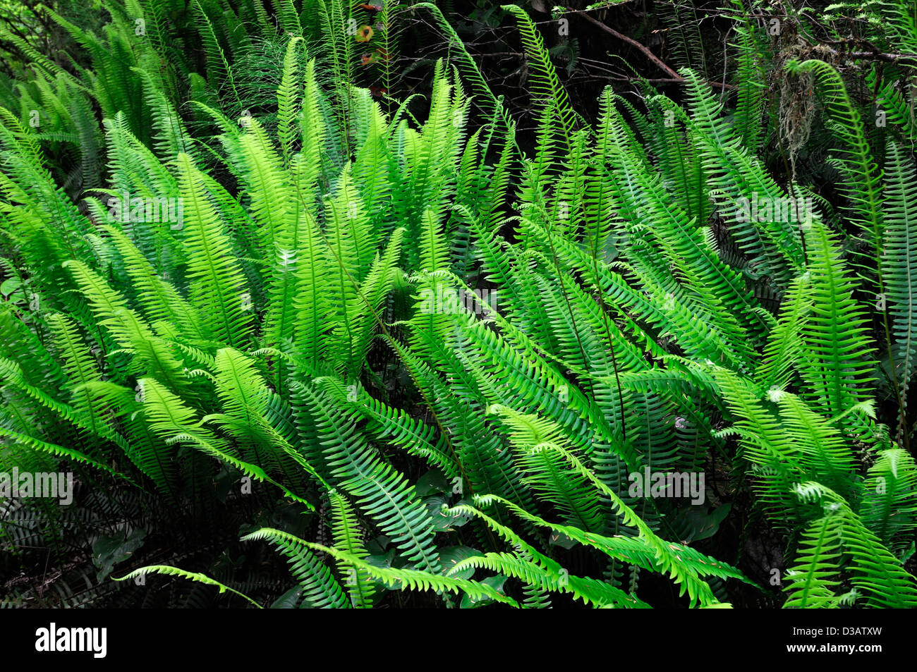Ferns growing grow lush green Rainforest loop trail pacific rim ...