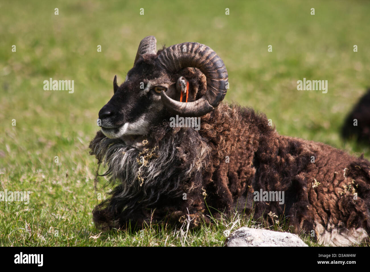 Soay Ram High Resolution Stock Photography and Images - Alamy