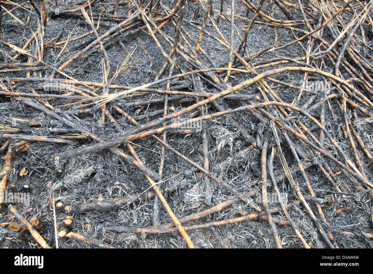 Burnt sugar cane in Nakorn Ratchasima province, Thailand, ready for ...