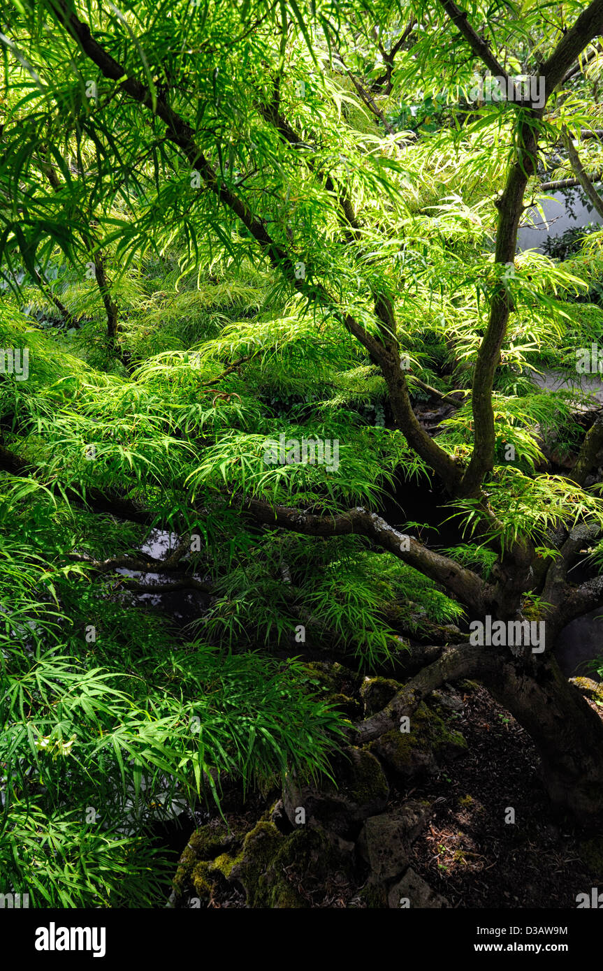 Ming sen High Resolution Stock Photography and Images - Alamy