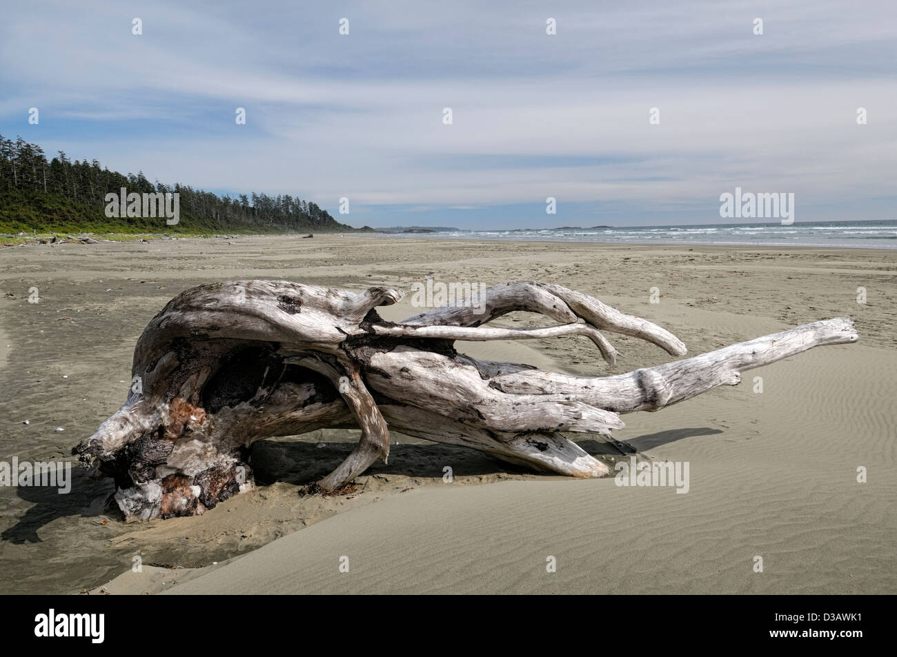 tree stump dead trunk remains standing embedded in on sandy beach ...